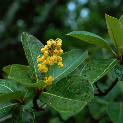Maricao Cimun (Byrsonima Crassifolia) Plant Care & How to Grow, Water