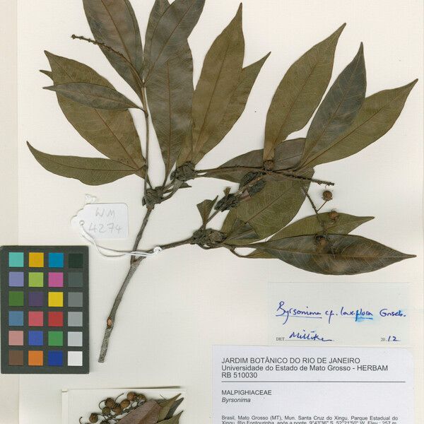 Byrsonima Laxiflora Plant Care & How to Grow, Water