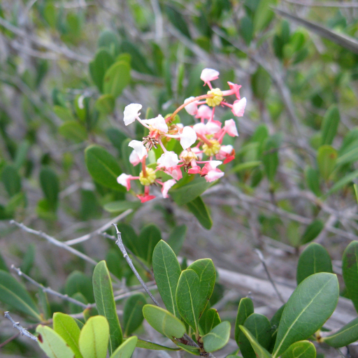 Long Key Locustberry (Byrsonima Lucida) Plant Care & How to Grow, Water