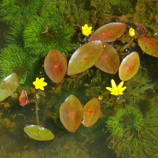 Yellow Cabomba (Cabomba Aquatica) Plant Care & How to Grow, Water