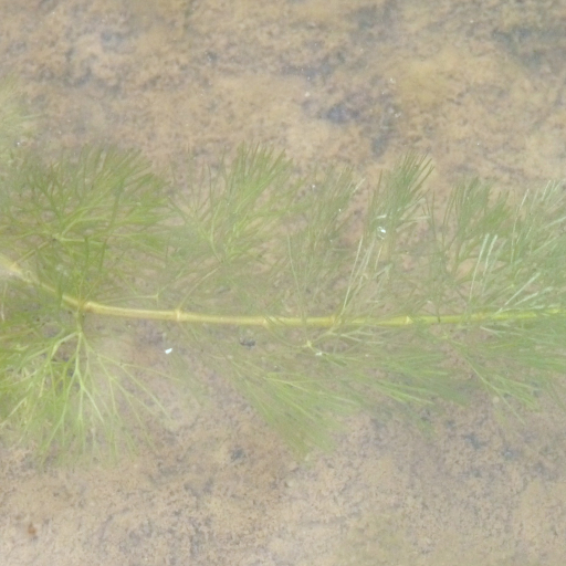 Carolina Water Shield (Cabomba Caroliniana) Plant Care & How to Grow, Water