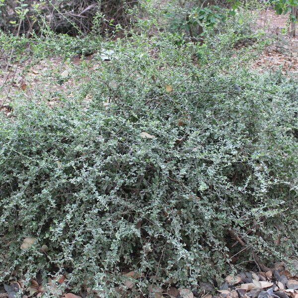 Cadaba Benguellensis Plant Care & How to Grow, Water