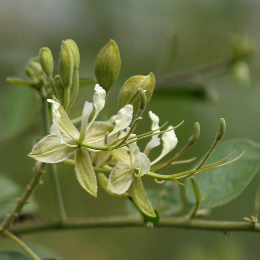Indian Cadaba (Cadaba Fruticosa) Care Guide: Water, Soil & Propagation ...