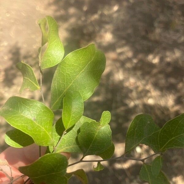Ooline (Cadellia Pentastylis) Care Guide: Water, Soil & Propagation ...