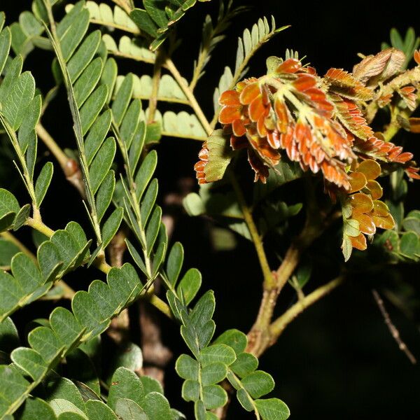 Sanillo (Caesalpinia Eriostachys) Plant Care & How to Grow, Water