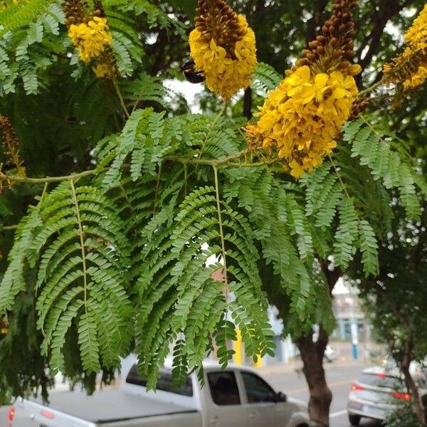 Caesalpinia Pluviosa Plant Care & How to Grow, Water