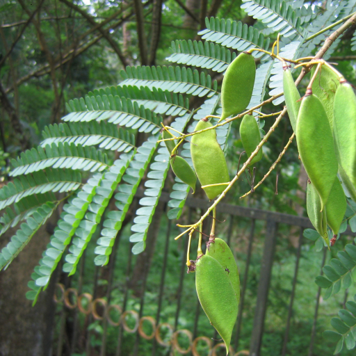 Sappanwood (Caesalpinia Sappan) Plant Care & How to Grow, Water