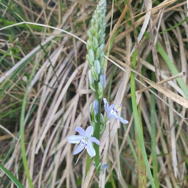 Caesia Calliantha Plant Care & How to Grow, Water