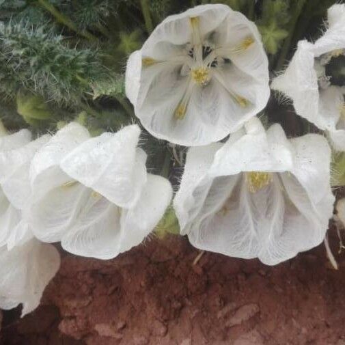 Crown Of Thorns (Caiophora Coronata) Plant Care & How to Grow, Water