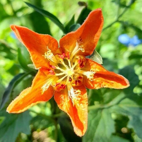 Brick-Red Caiophora (Caiophora Lateritia) Plant Care & How to Grow, Water