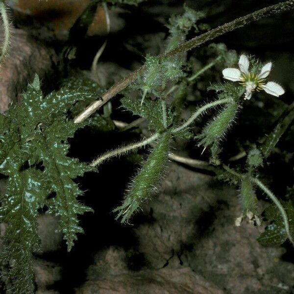Blumenbachia Sylvestris (Caiophora Silvestris) Plant Care & How to Grow ...