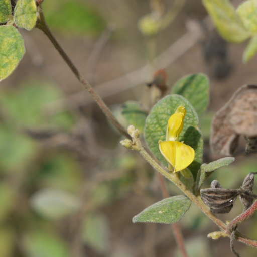 Showy Pigeonpea (Cajanus Scarabaeoides) Plant Care & How to Grow, Water
