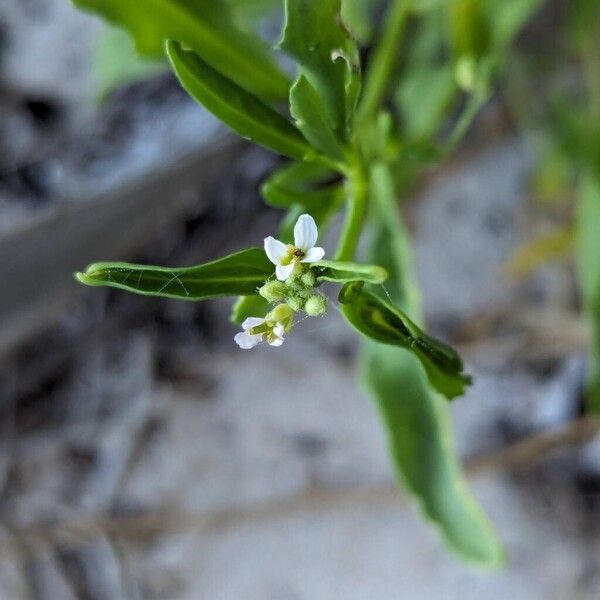 Coastal Searocket (Cakile Lanceolata) Plant Care & How to Grow, Water