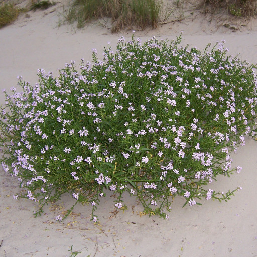 Sea Rocket (Cakile Maritima) Plant Care & How to Grow, Water