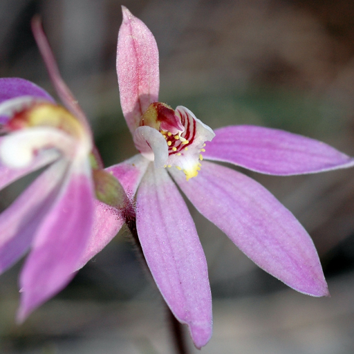 Caladenia Carnea Plant Care & How to Grow, Water