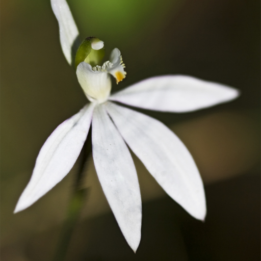 Lady Fingers (Caladenia Catenata) Plant Care & How to Grow, Water