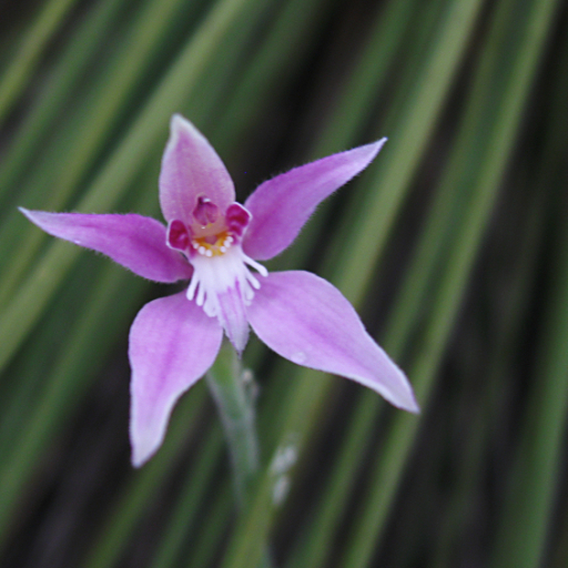 Timid Orchid (Caladenia Latifolia) Plant Care & How to Grow, Water