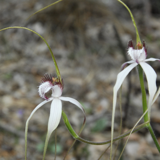 White Spider Orchid (Caladenia Longicauda) Plant Care & How to Grow, Water