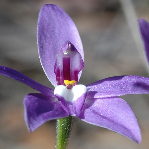 Waxlip Orchid (Caladenia Major) Plant Care & How to Grow, Water