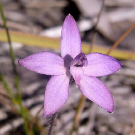Caladenia Minorata Plant Care & How to Grow, Water