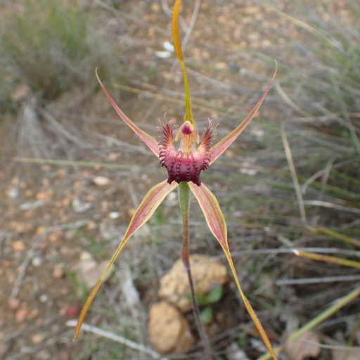 King Spider Orchid (Caladenia Pectinata) Care Guide: Water, Soil ...