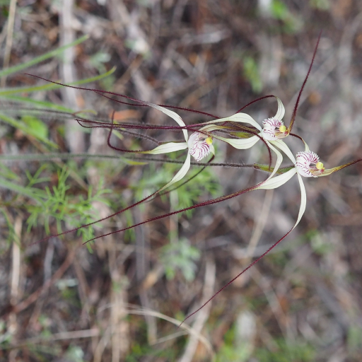 Pendant Spider Orchid (Caladenia Pendens) Plant Care & How to Grow, Water