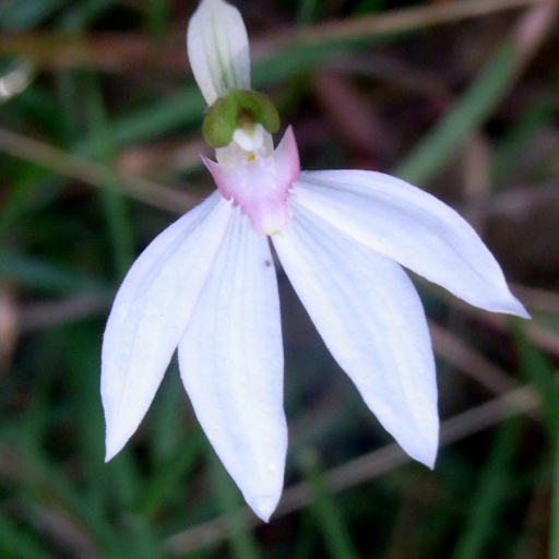 Painted Fingers (Caladenia Picta) Plant Care & How to Grow, Water