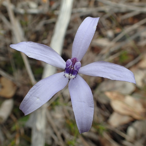Caladenia Sericea Plant Care & How to Grow, Water