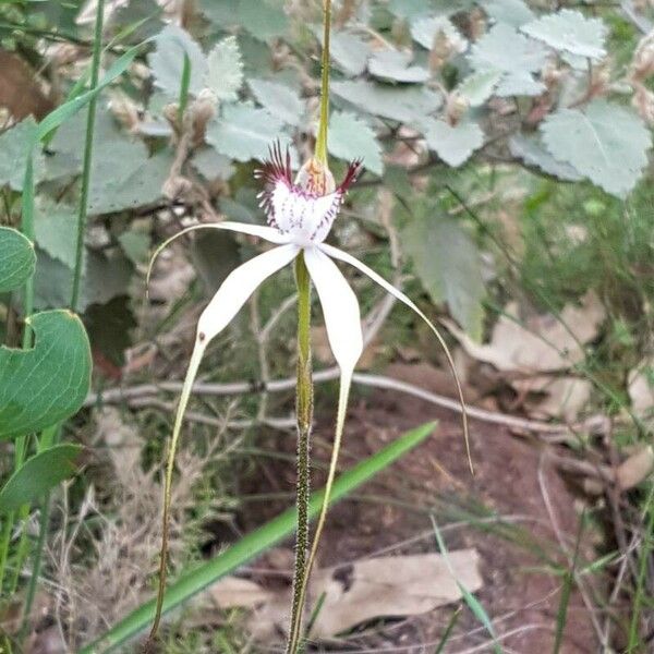 Splendid Spider Orchid (Caladenia Splendens) Plant Care & How to Grow ...