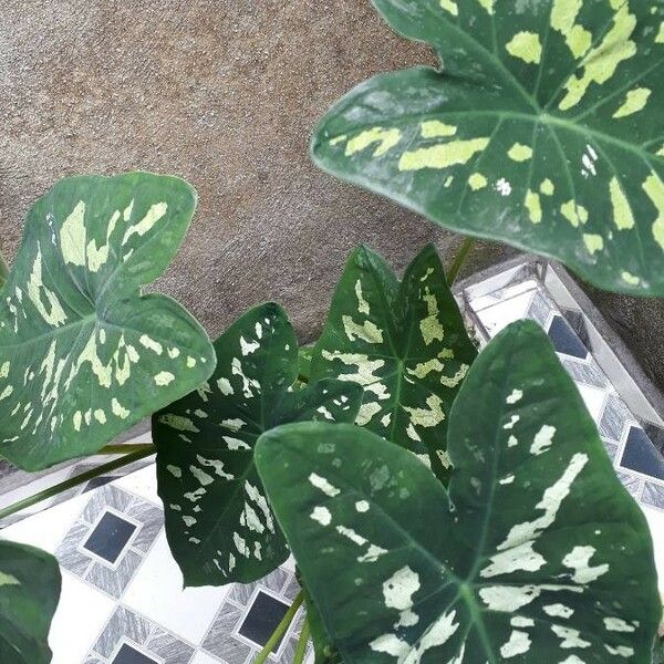 Golden Dust Caladium (Caladium Andreanum) Plant Care & How to Grow, Water