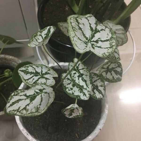 Elephant Ear (Caladium Humboldtii) Plant Care & How to Grow, Water
