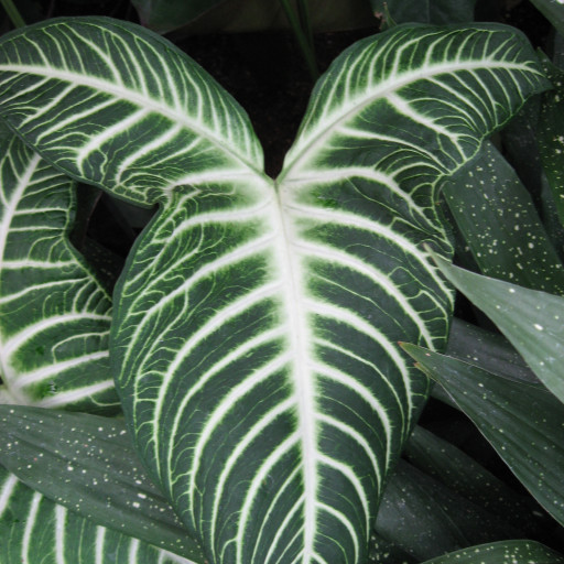 Caladium Lindenii Plant Care & How to Grow, Water