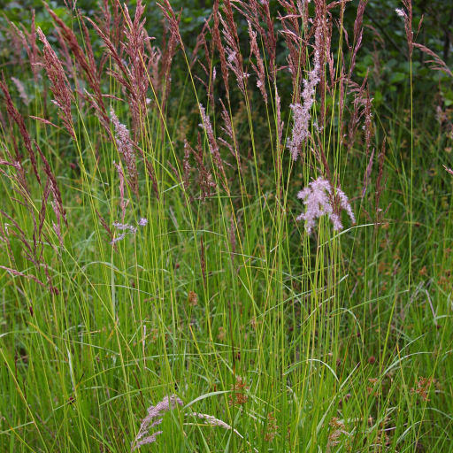Purple Small-reed (Calamagrostis Canescens) Plant Care & How to Grow, Water