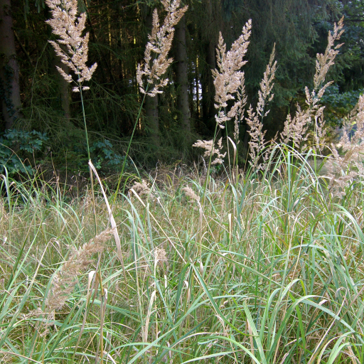 Bushgrass (Calamagrostis Epigeios) Plant Care & How to Grow, Water