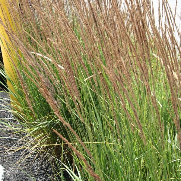 Slim-Stem Small-Reedgrass (Calamagrostis Neglecta) Plant Care & How to ...