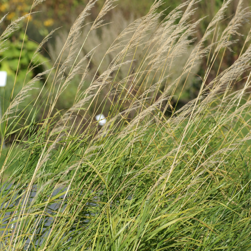 Scandinavian Small-Reed (Calamagrostis Purpurea) Plant Care & How to ...