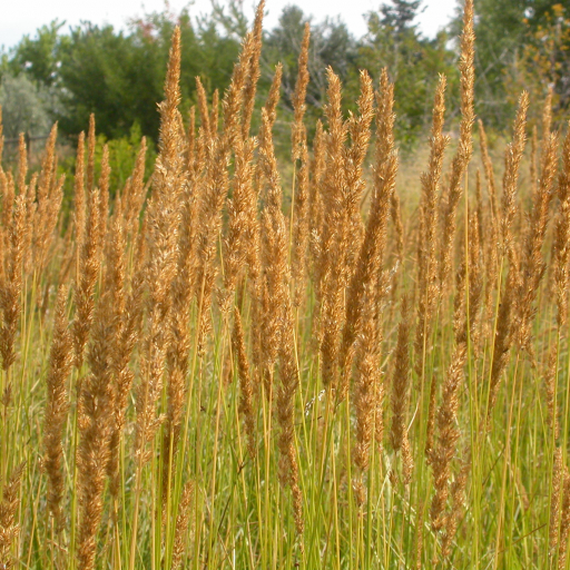 Narrow Small-reed (Calamagrostis Stricta) Plant Care & How to Grow, Water