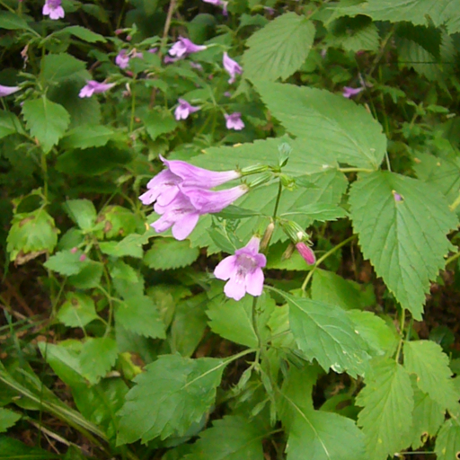 Greater Calamint (Calamintha Grandiflora) Plant Care & How to Grow, Water