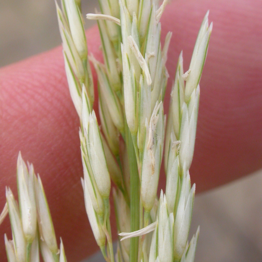 Sand Reedgrass (Calamovilfa Longifolia) Plant Care & How to Grow, Water