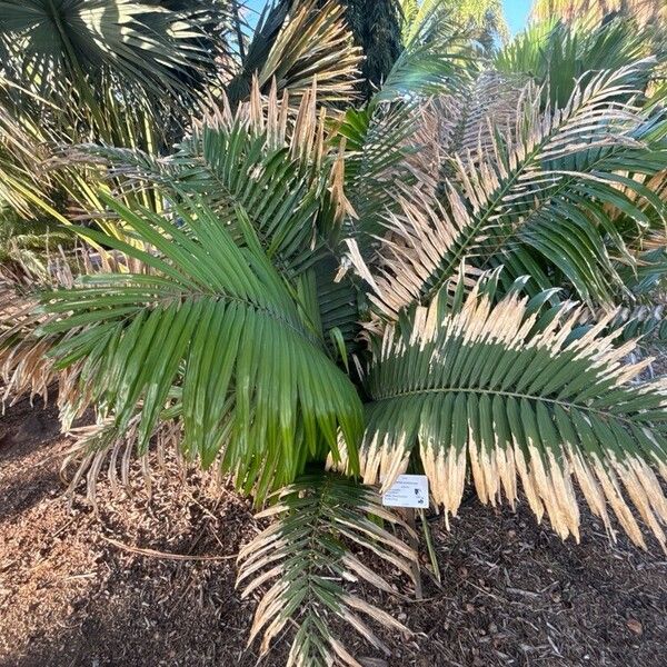 Tynriew (Calamus Erectus) Plant Care & How to Grow, Water