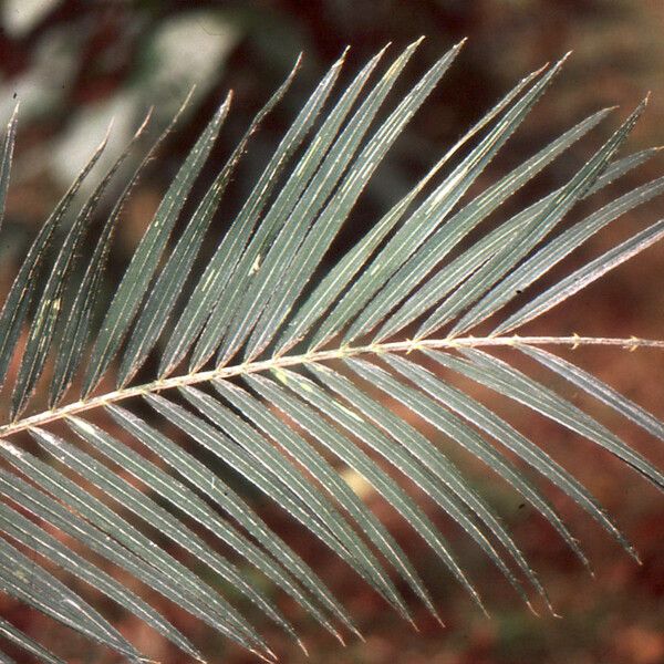 Rattan (Calamus Manan) Plant Care & How to Grow, Water