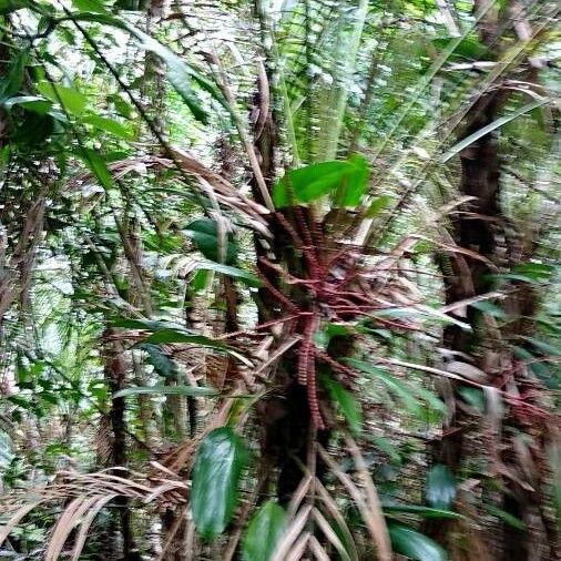 Calamus Marginatus Plant Care & How to Grow, Water