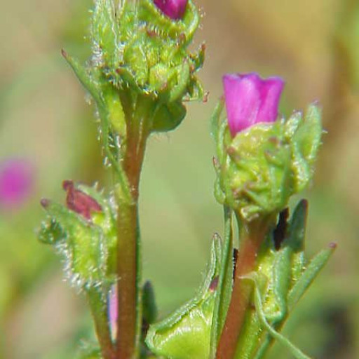 Red-Maids (Calandrinia Ciliata) Plant Care & How to Grow, Water