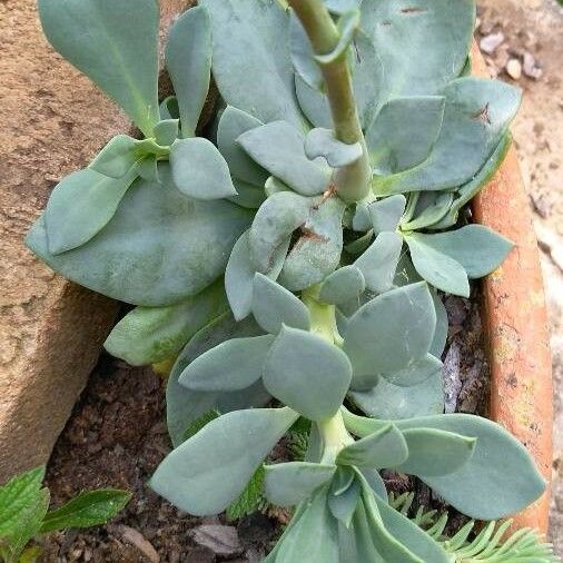 Calandrinia Spectabilis Plant Care & How to Grow, Water