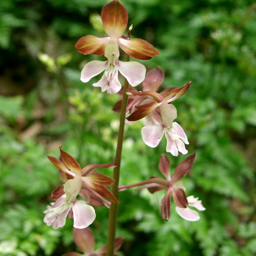 Tamarix Plant Care & How to Grow, Water