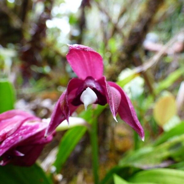 Calanthe Pulchella Plant Care & How to Grow, Water