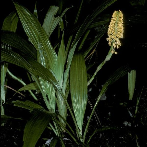 Calanthe Speciosa Plant Care & How to Grow, Water