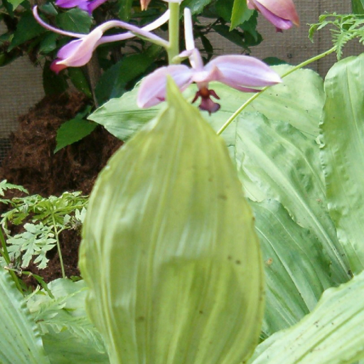 Forest-Dwelling Calanthe (Calanthe Sylvatica) Plant Care & How to Grow ...