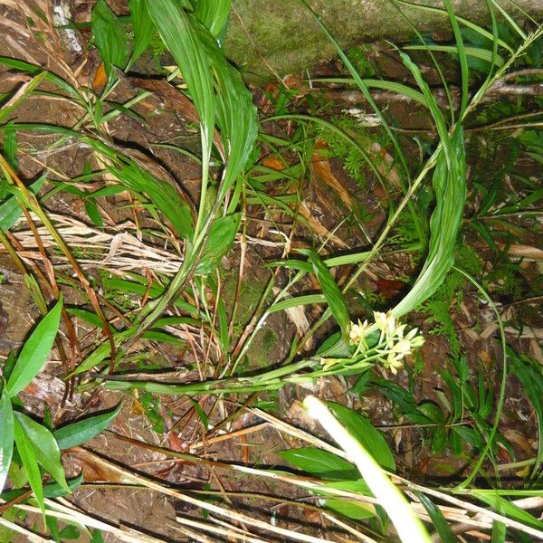 Calanthe Tetragona Plant Care & How to Grow, Water