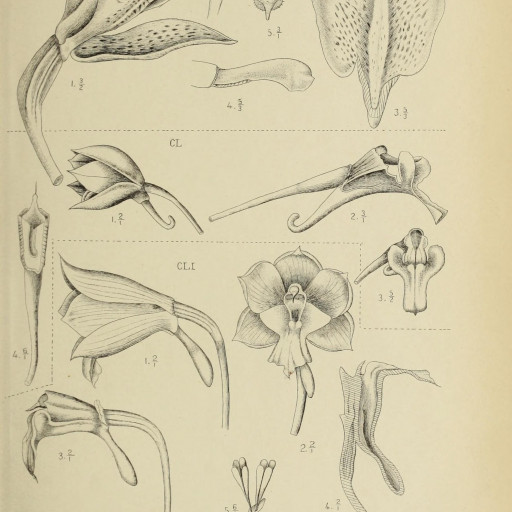 Christmas Orchids (Calanthe) Plant Care & How to Grow, Water